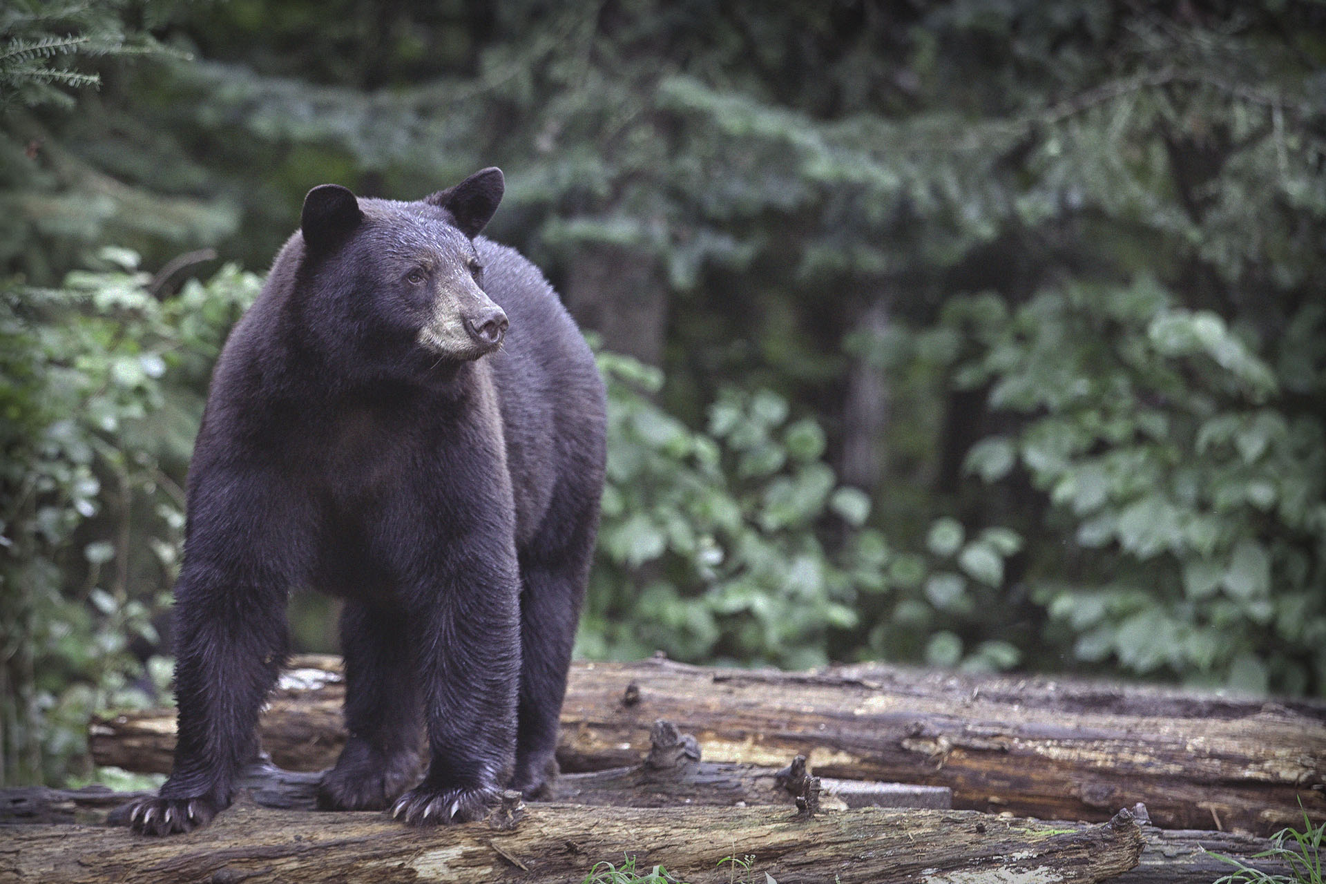 Northern Tales Outfitters – Let the next Tale you tell, be about your ...